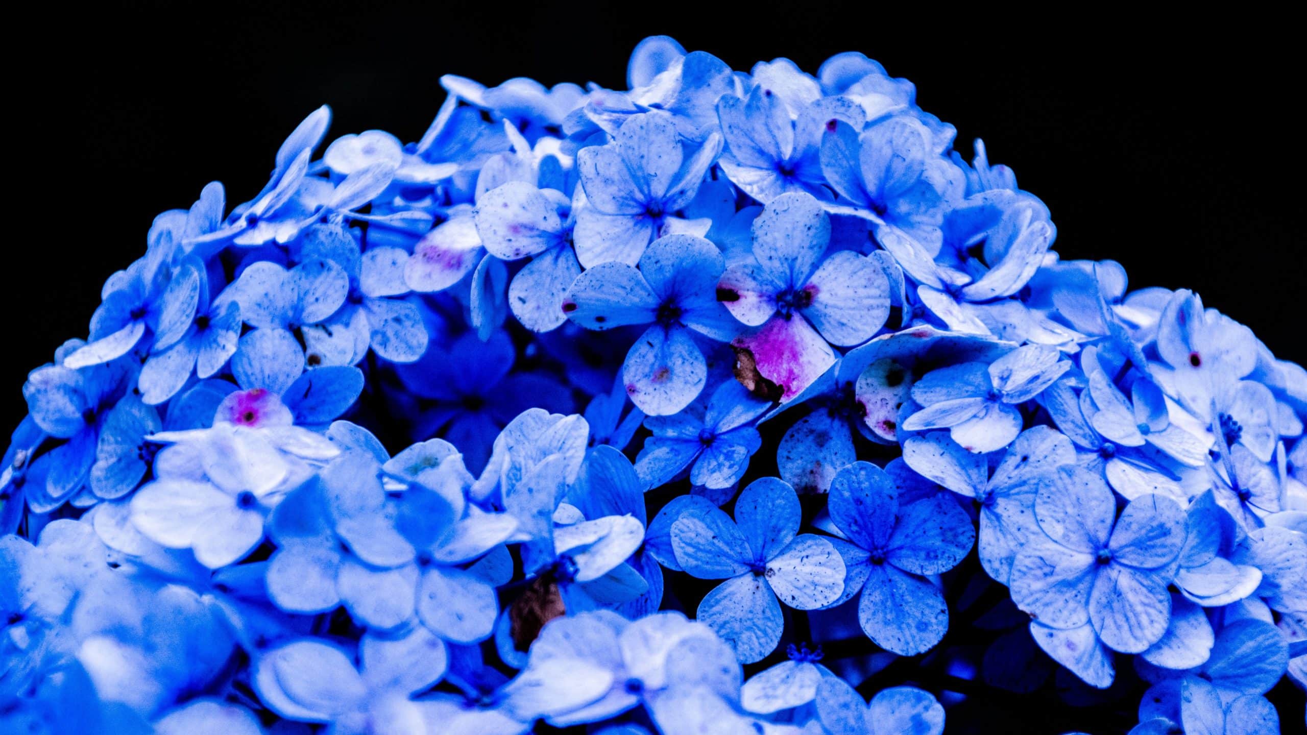 Painting Class: Blue Hydrangea - Neuse Regional Libraries